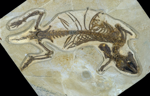 5 Unique Fossil Finds You Can See at Fossil Butte National Monument ...