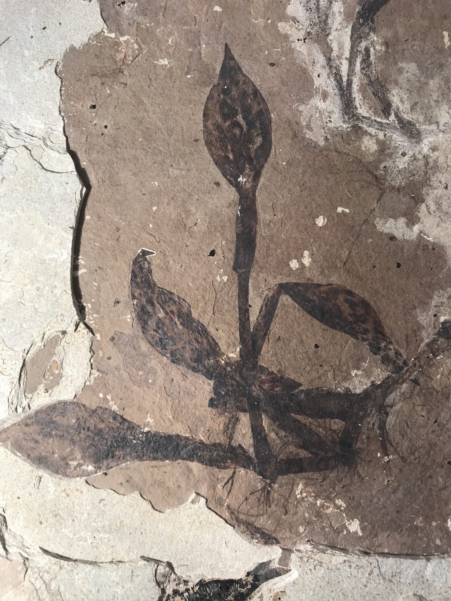 5 Unique Fossil Finds You Can See at Fossil Butte National Monument ...