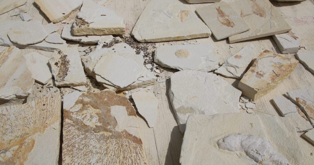 Quarry Stories: American Fossil Quarry - Fossil Basin